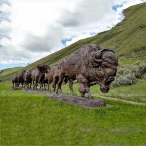 Bison Bronze Statue