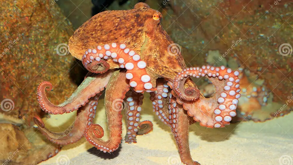 large octopus statue - Arturban Statue