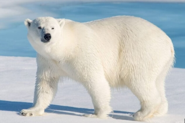 White Bear Cartoon Statue - Arturban Statue