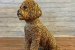 Goldendoodle Sculpture - Arturban Statue